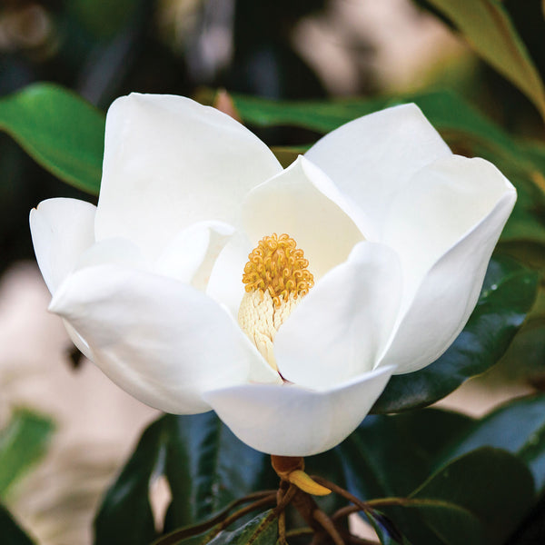 Magnolia Body Butter – Salacia Salts